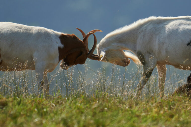 Goat Horns and Hierarchy - Goat Journal